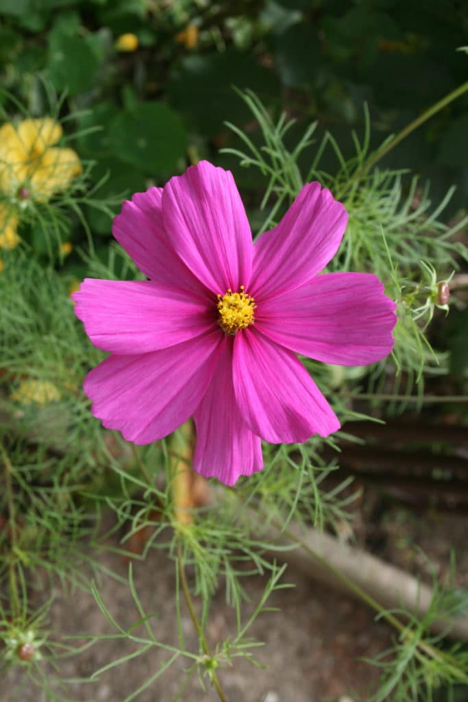Cosmea, Schmuckkörbchen, Kosmee, Cosmos bipinnatus - Gartenzeitung.com