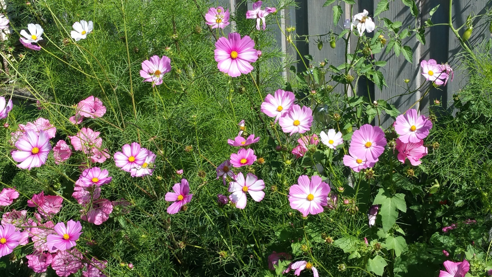 Cosmea, Schmuckkörbchen, Kosmee, Cosmos bipinnatus - Gartenzeitung.com