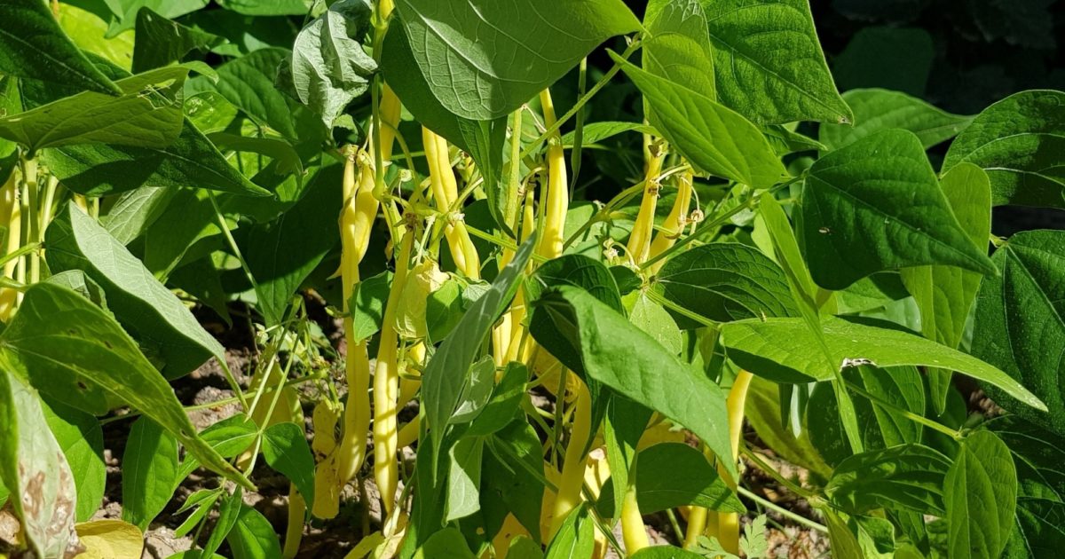 Buschbohnen, Stangenbohnen, Bohnen - Gartenzeitung.com