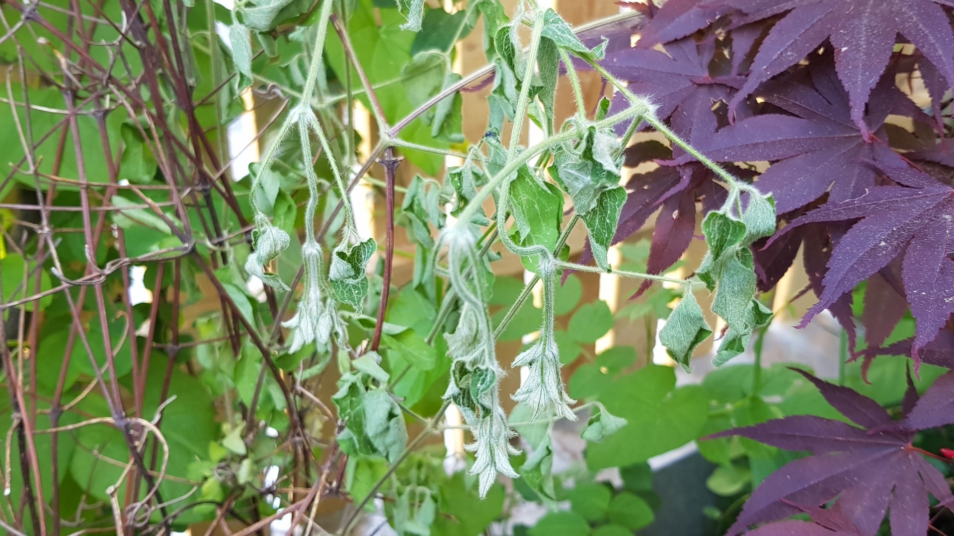 Clematis Krankheiten Bilder